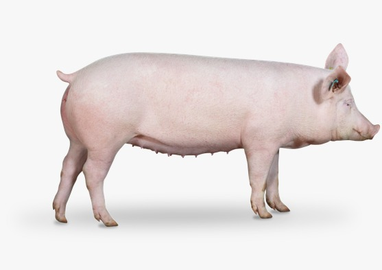 National LiveStock Development Board -NLDB Pig Breeds
